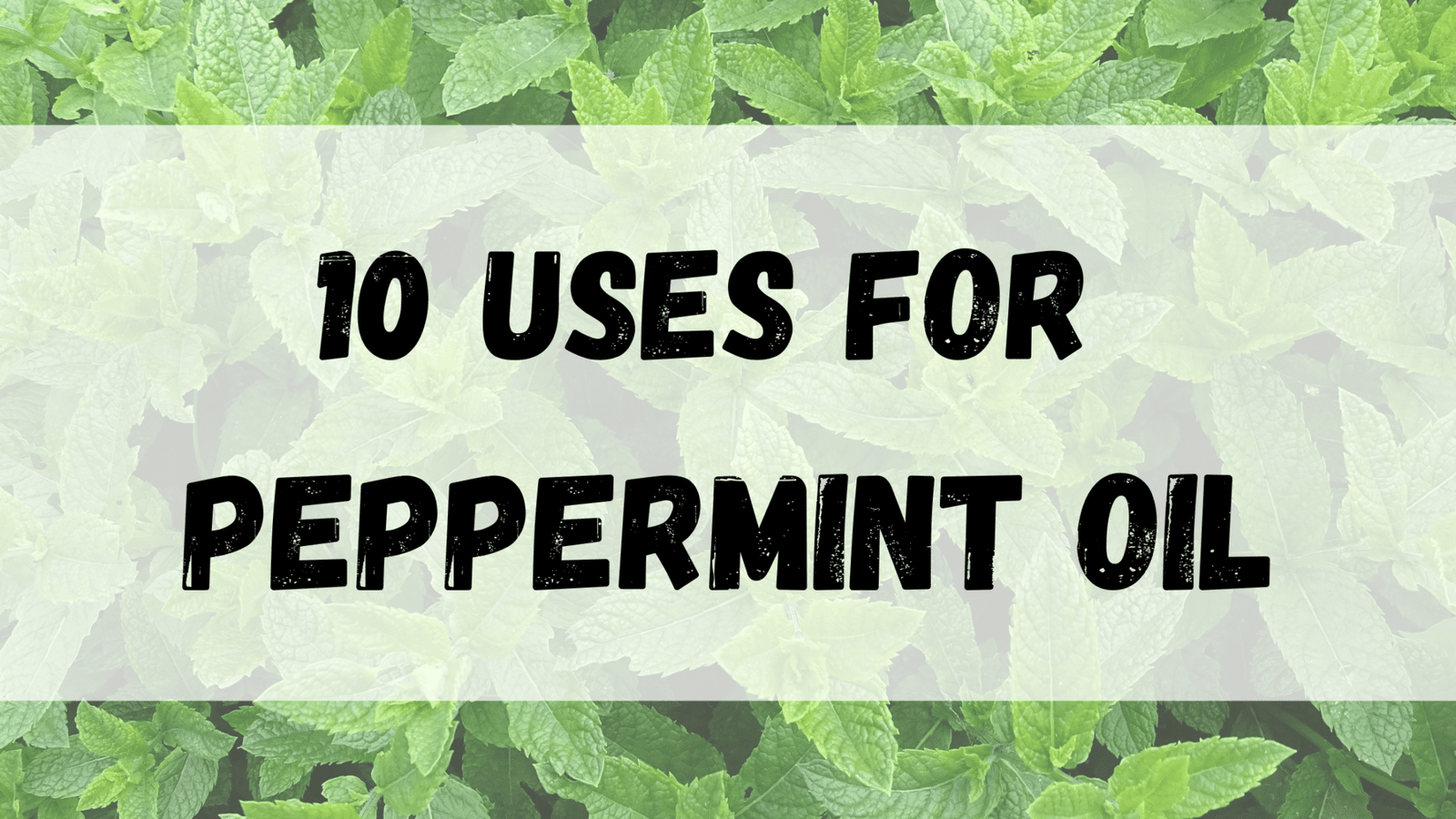 Top 10 uses for peppermint oil - Pure Natural Essential Oil ...