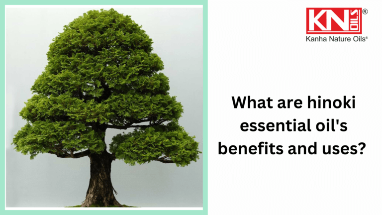 What are hinoki essential oil's benefits and uses? - Pure Natural ...